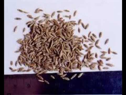 5 benefits of jeerakam - YouTube