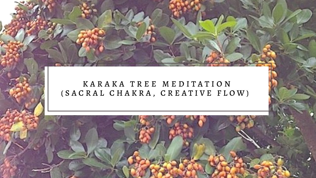 Karaka tree meditation (sacral chakra , creative flow) - YouTube