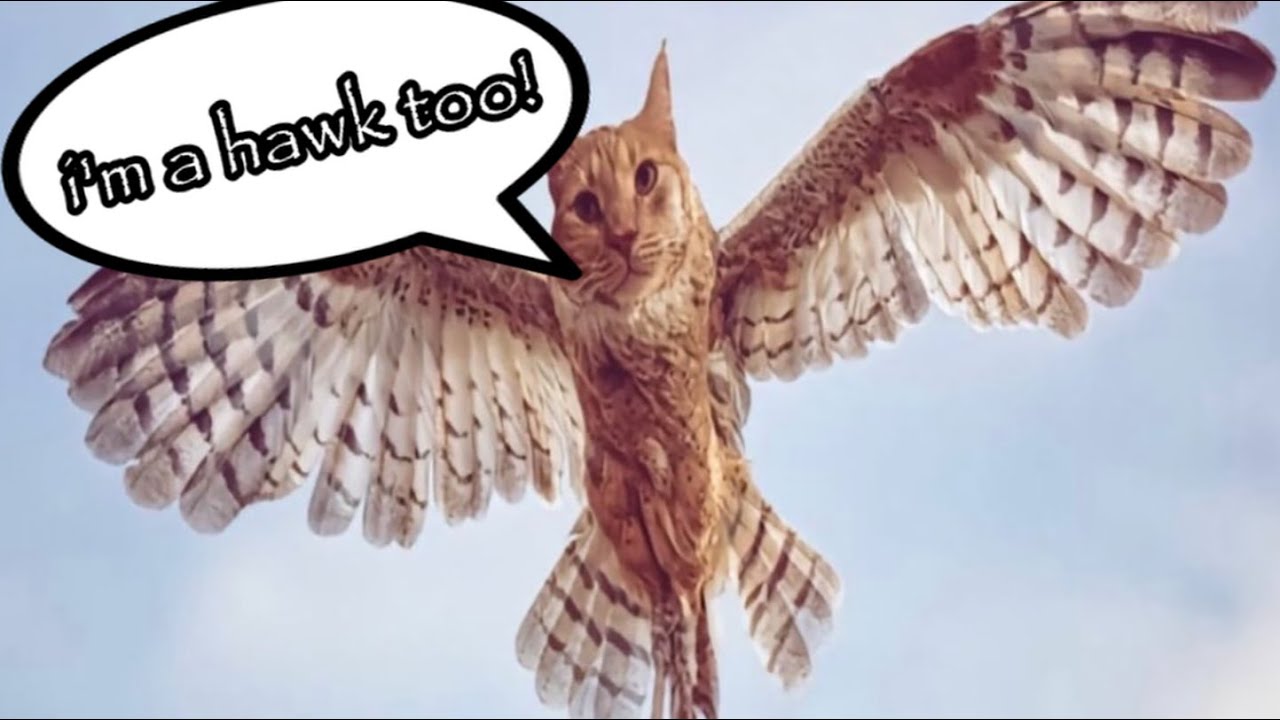 hawk tuah moments that should've stayed in last year... - YouTube