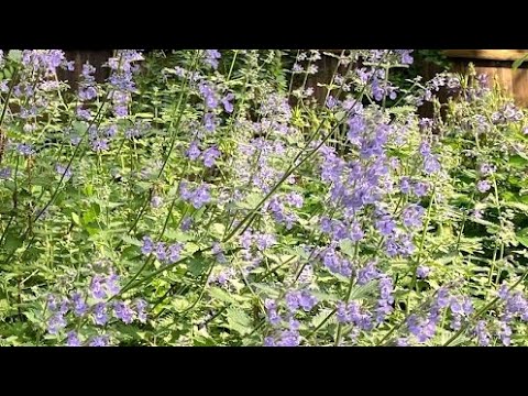 Catmint And How To Care For It - YouTube
