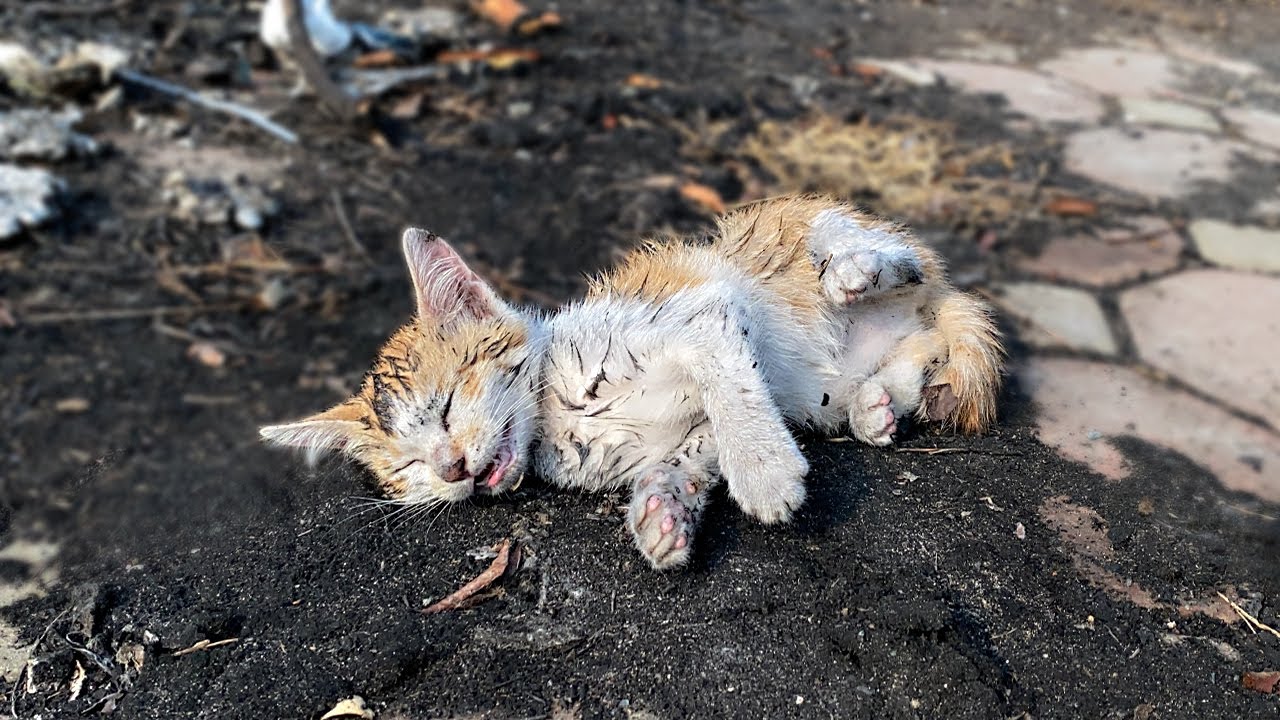 Picked up a dying kitten, and I recorded 100 days of caring for it with ...