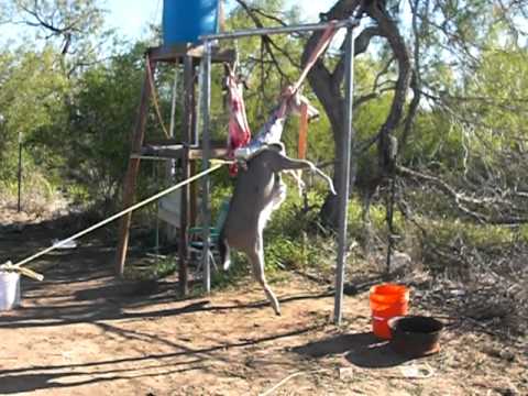 Skinning a deer with a F250 truck - YouTube