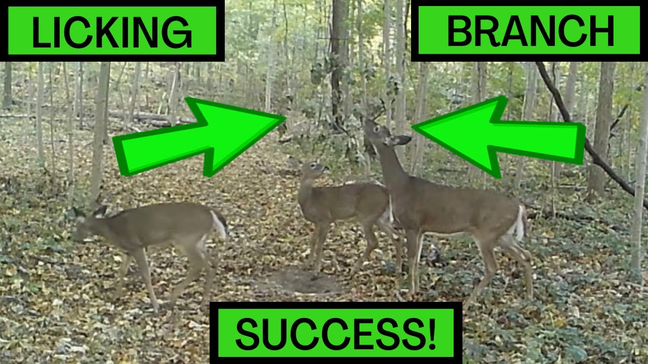 Best Mock Scrape Licking Vine Branch for Deer - Tutorial Coming Soon ...