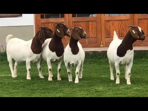 The best Boer Goat Genetics - YouTube