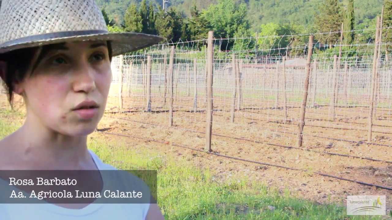 Rosa Barbato ci presenta l'azienda agricola Luna Calante - YouTube