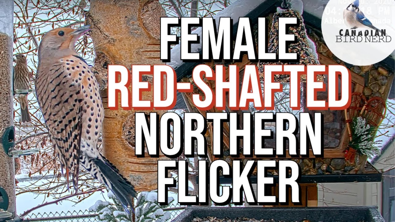 Female Northern Red Shafted Flicker