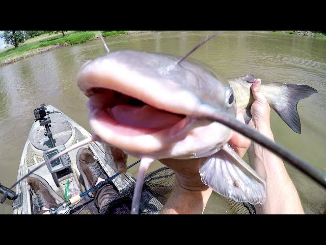Hilarious Catfish Funny Catfish Poster Humorous Freshwater Fish Art