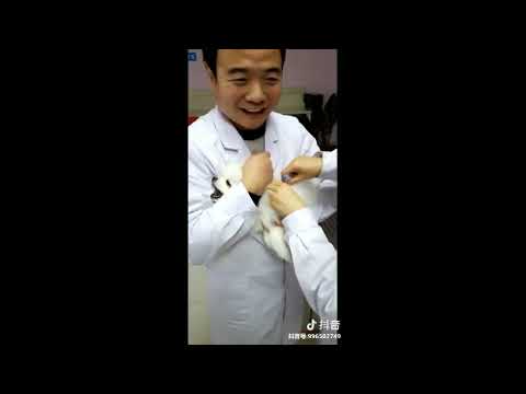 Komik Köpek Aşılama videoları - Köpek Aşılama Komik Derleme