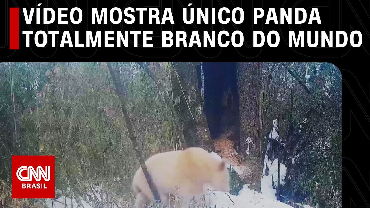 Vídeo raro mostra único panda totalmente branco do mundo | CNN PRIME ...