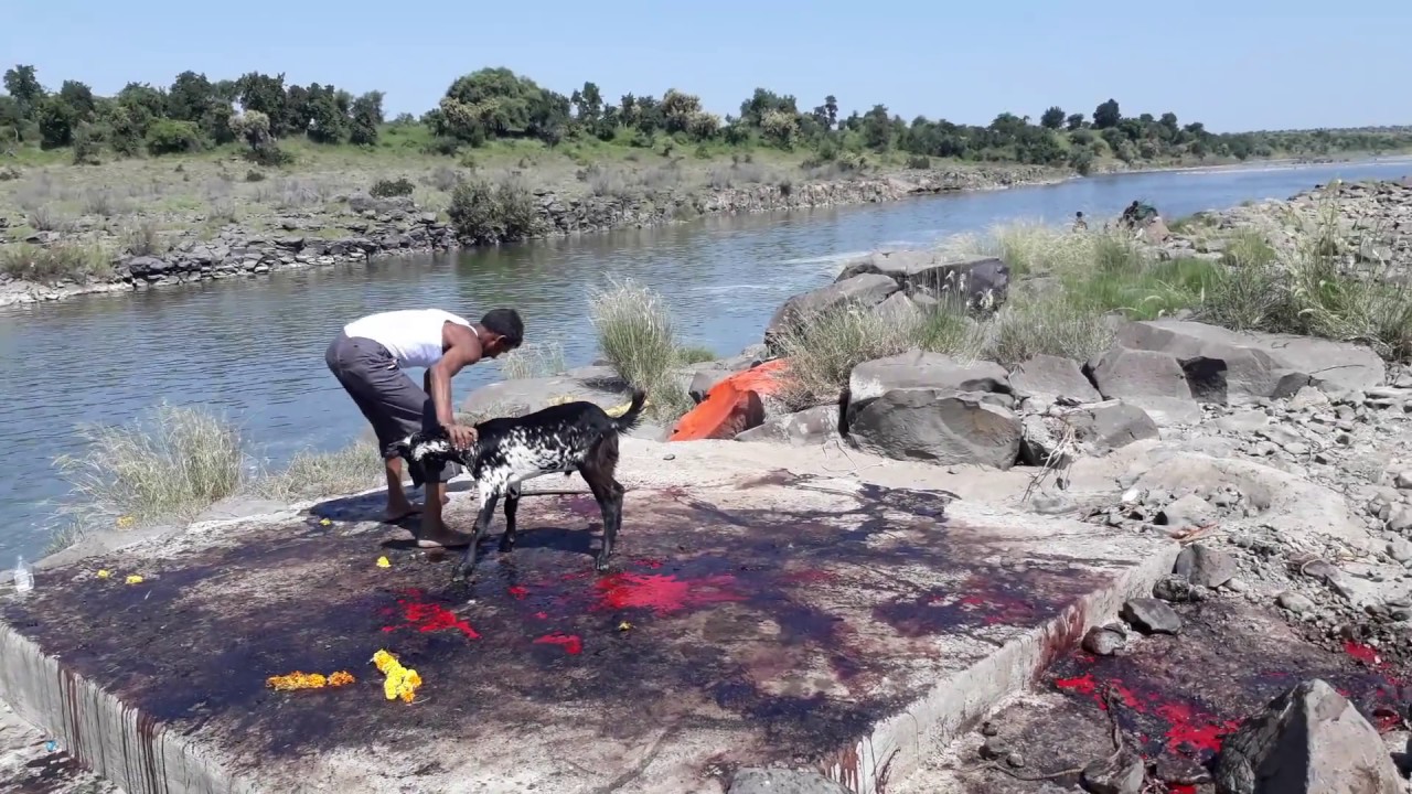 Bakra bali |Joginia Mata Mandir | Chamble river - YouTube