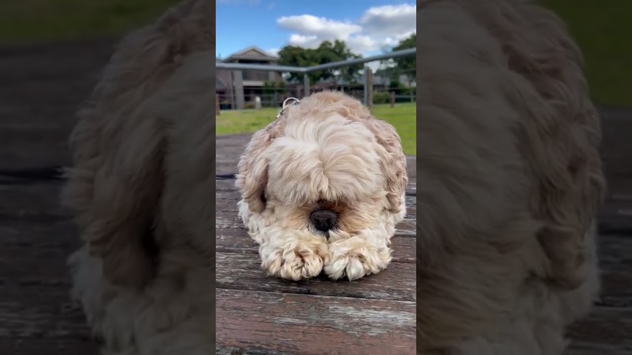 Puppy Harry peacefully napping #tiktok #shorts #viral #cavapoo #trending #asmr #harrystyles # ...