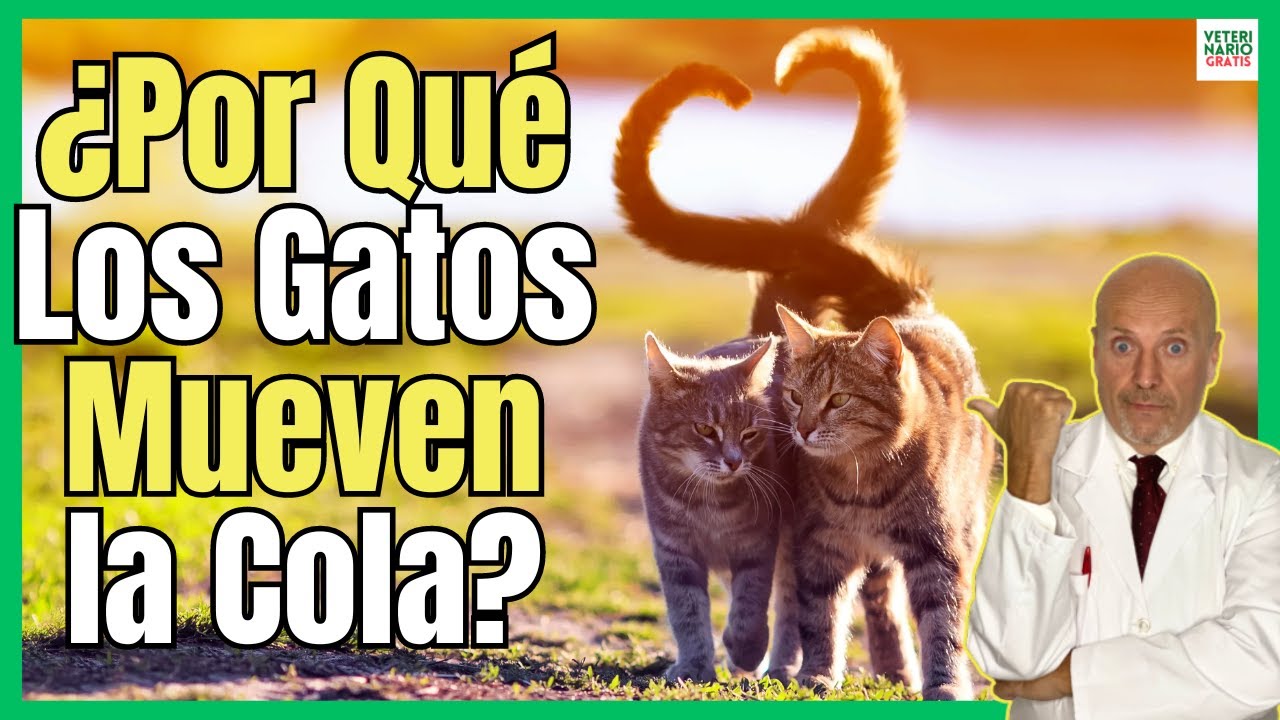 🔴 ¿PORQUE LOS GATOS MUEVEN LA COLA? POSTURAS DE LA COLA DEL GATO 🔴 ...