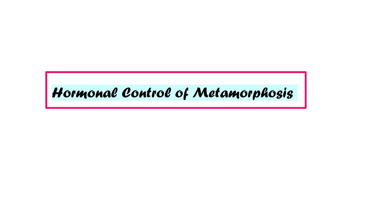 XXVIII. Hormonal Control of Metamorphosis - YouTube