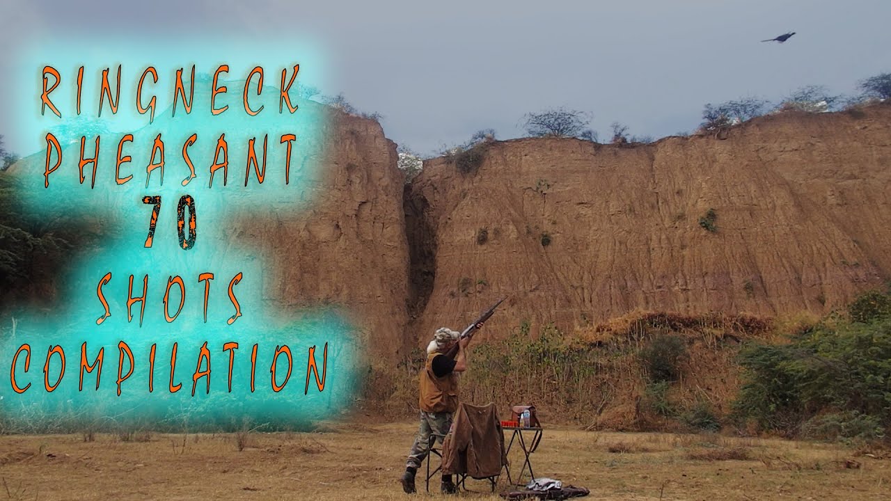 Upland Hunting - Pheasant Shooting in Pakistan | 70 Shots (2020) - YouTube
