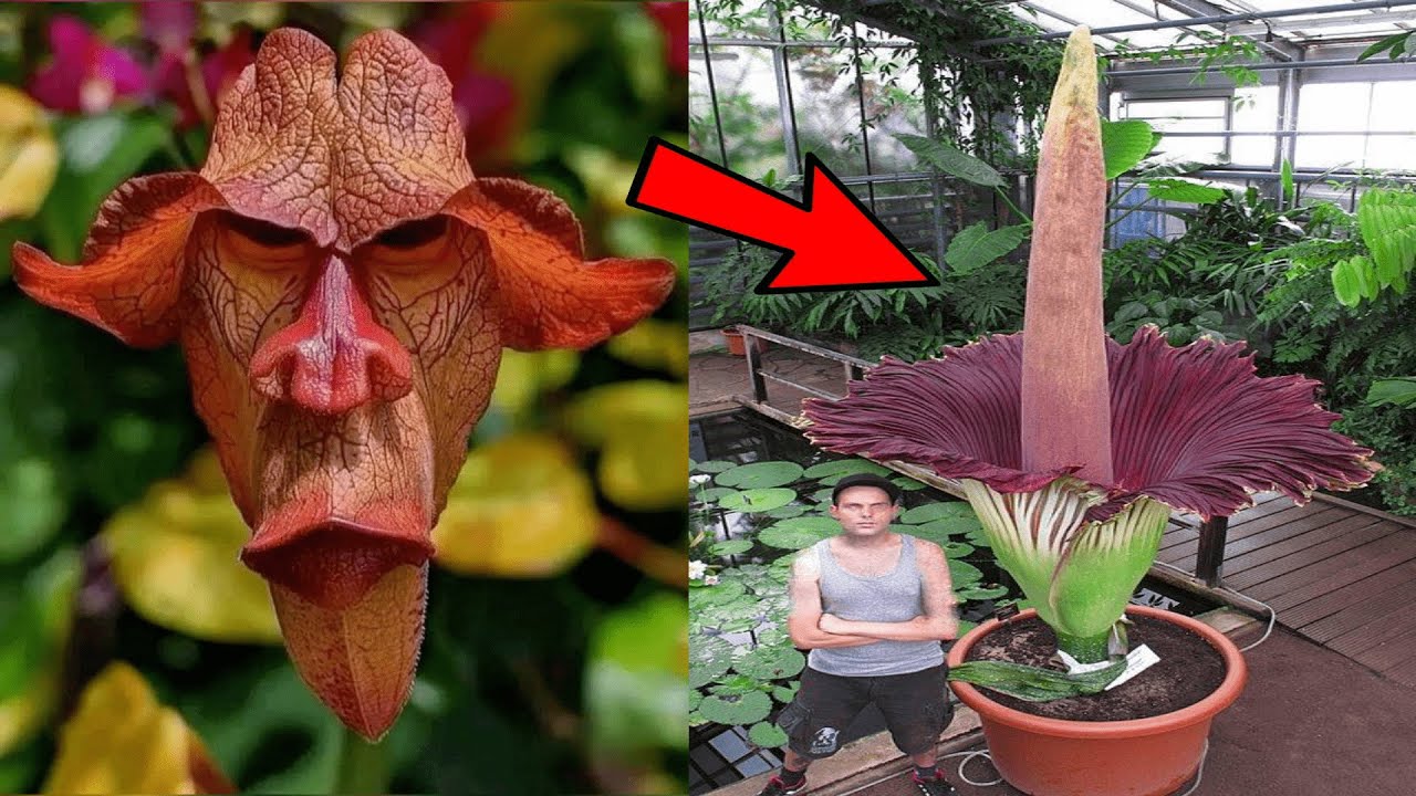 15 Plants You Won’t Believe Actually Exist - YouTube