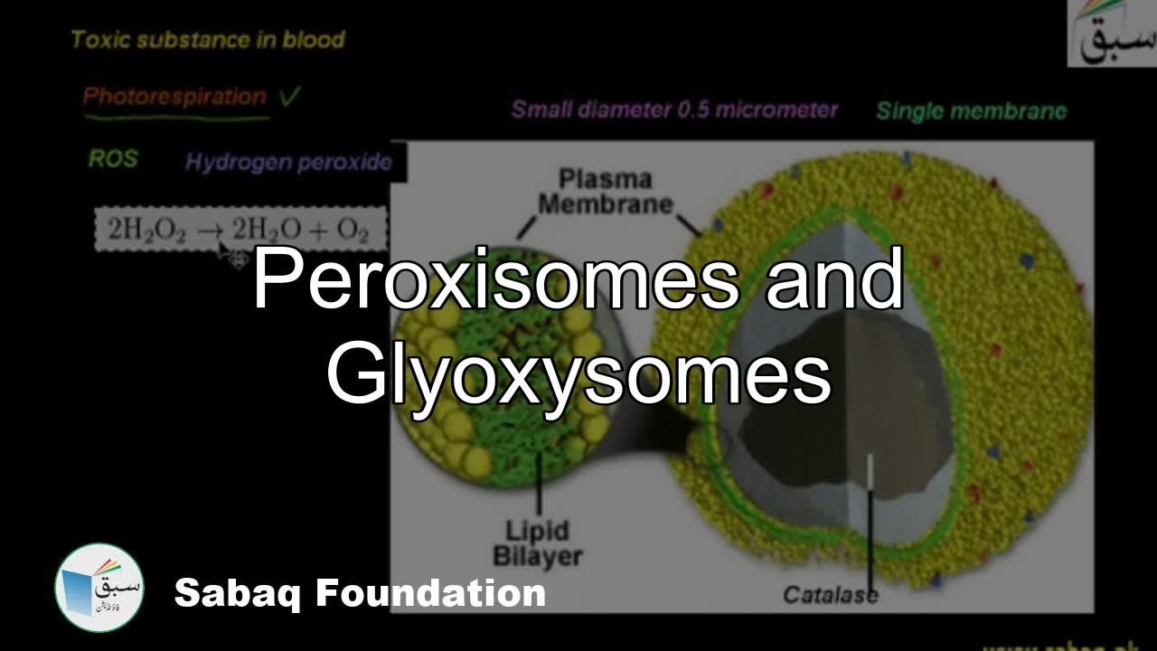 Peroxisomes (Organelles) And Glyoxysomes (Specialized Peroxisomes ...
