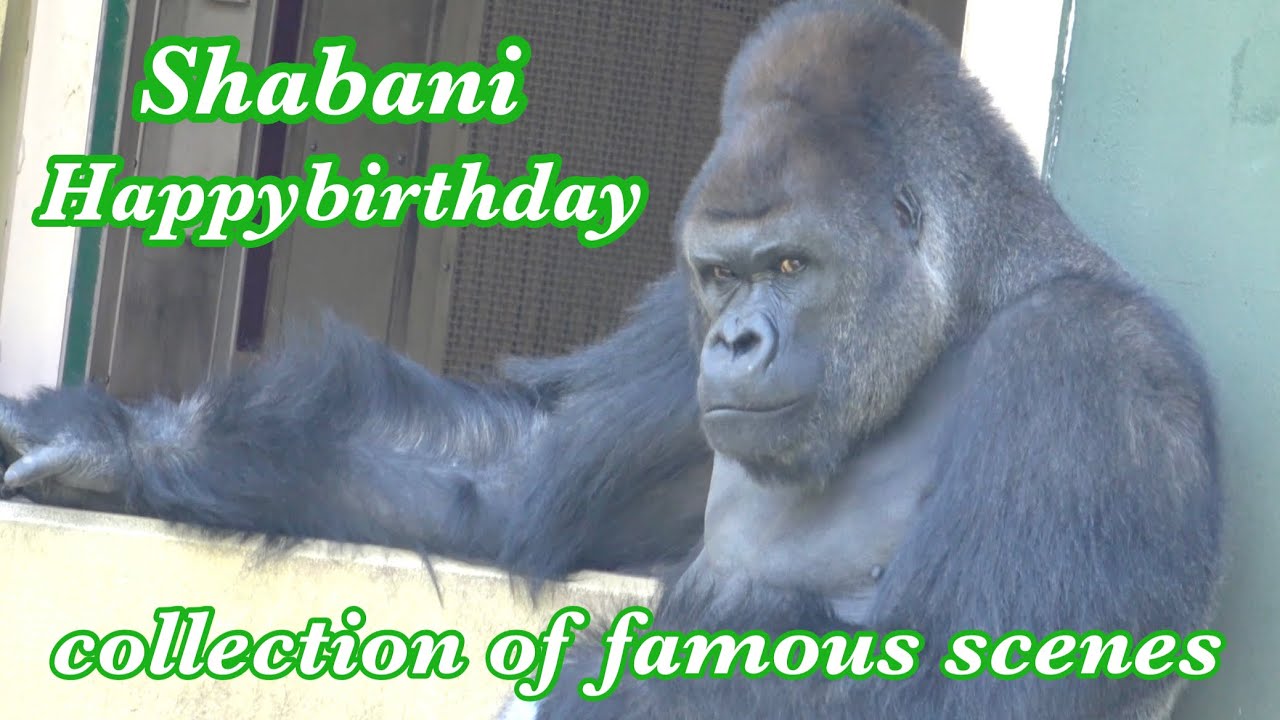 🎉Shabani's 27th Birthday🎉 / A Year's Worth of Drumming and Great Scenes ...