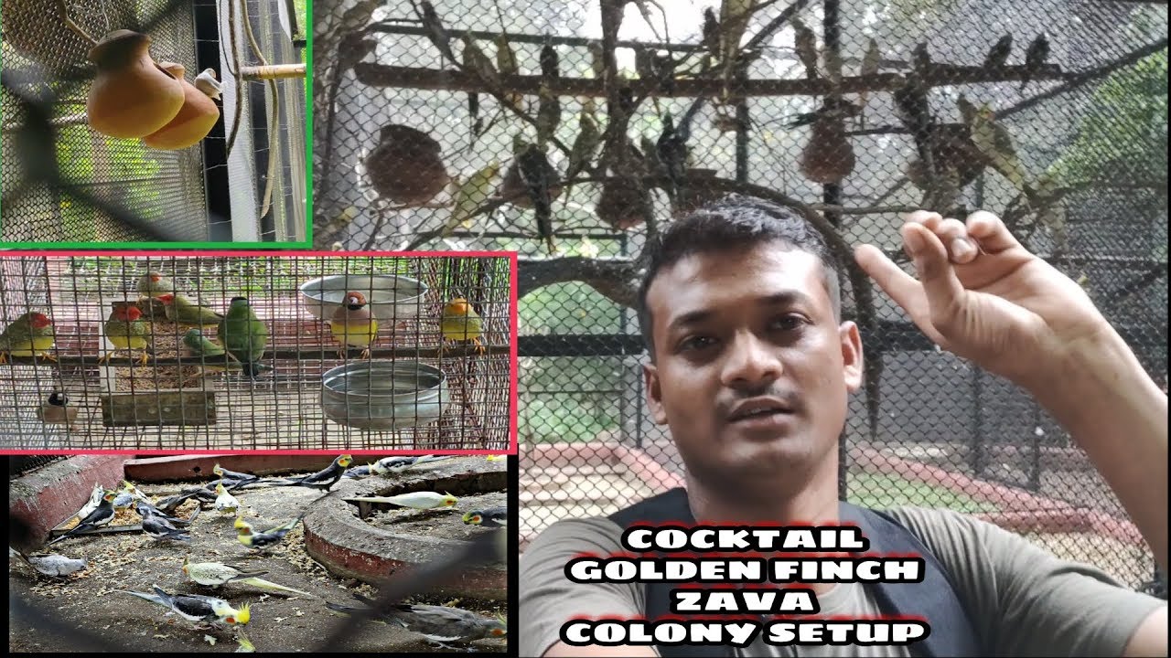 50 Pair Coktail Colony II 10 Pair Java Colony II 10 Pair Golden Finch Colony SetUp - YouTube