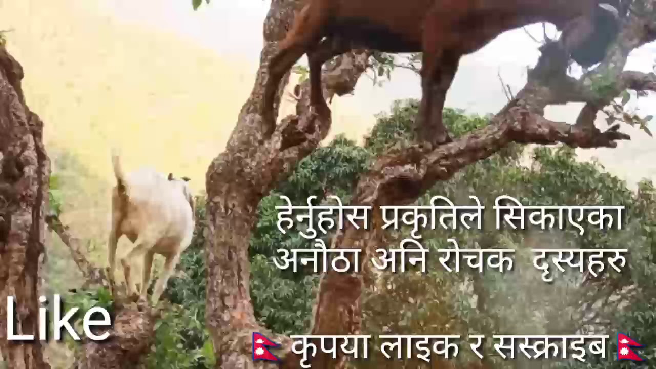 my god imagine goat Wrold, nature comedy gankhet, dadeldhura - YouTube