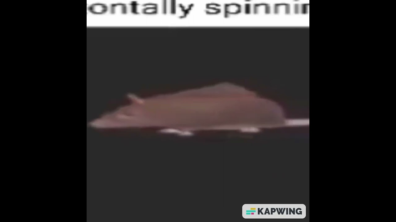 Horizontally Spinning Rat
