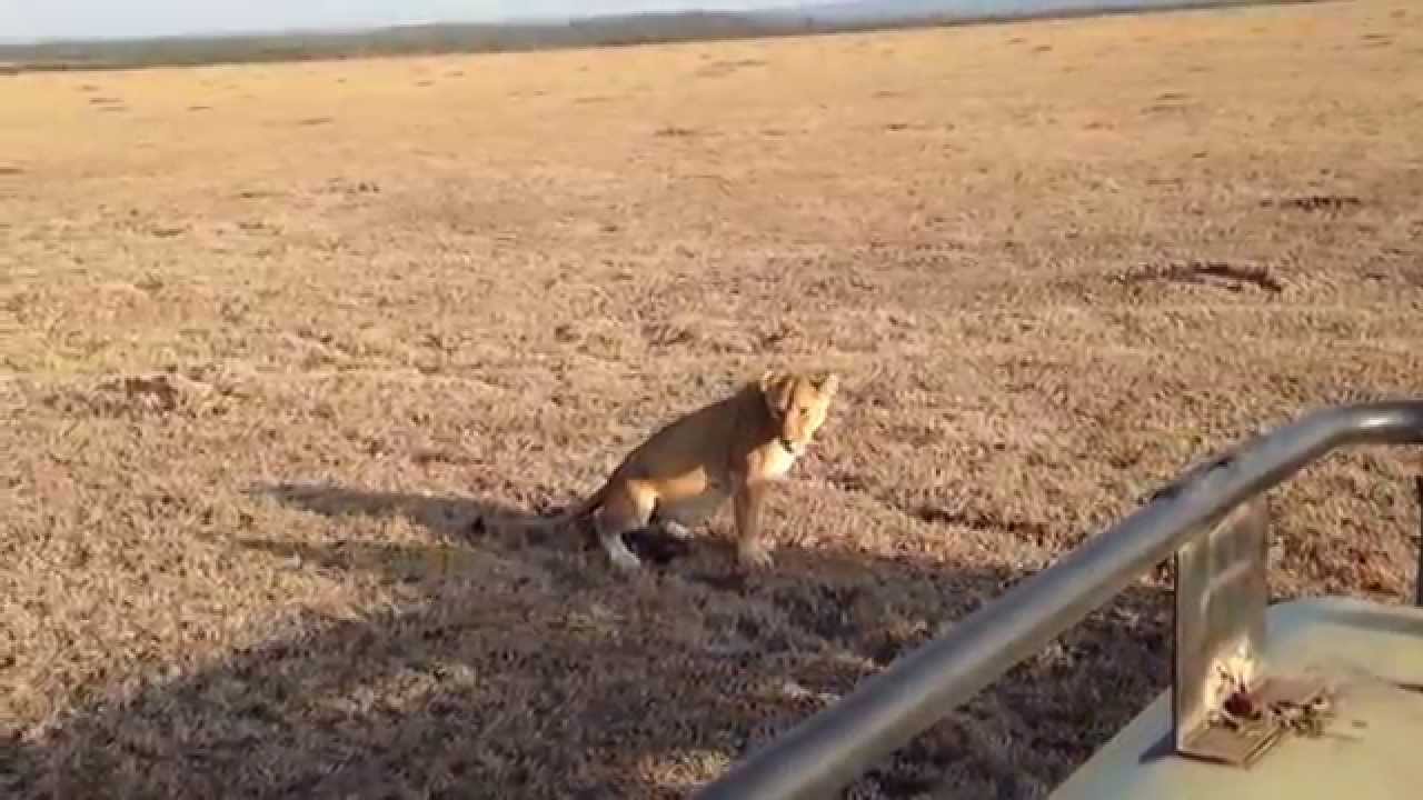 Lion pees - YouTube