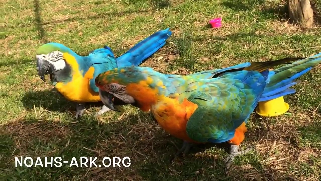 Macaws, Max and Sassy gardening at Noah's Ark Animal Sanctuary - YouTube