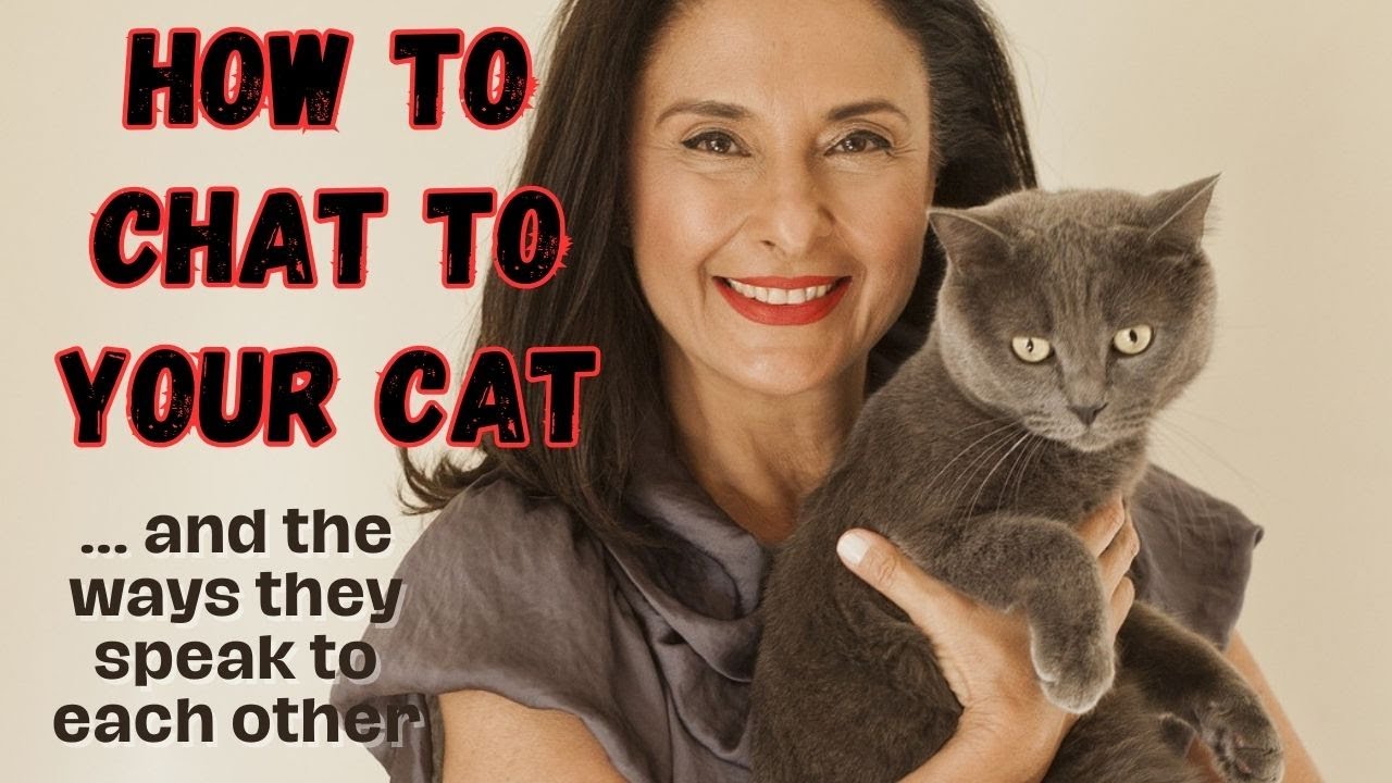 How to chat to your cat - YouTube