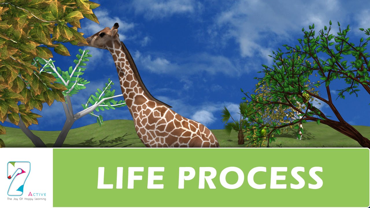 LIFE PROCESS 2 - YouTube