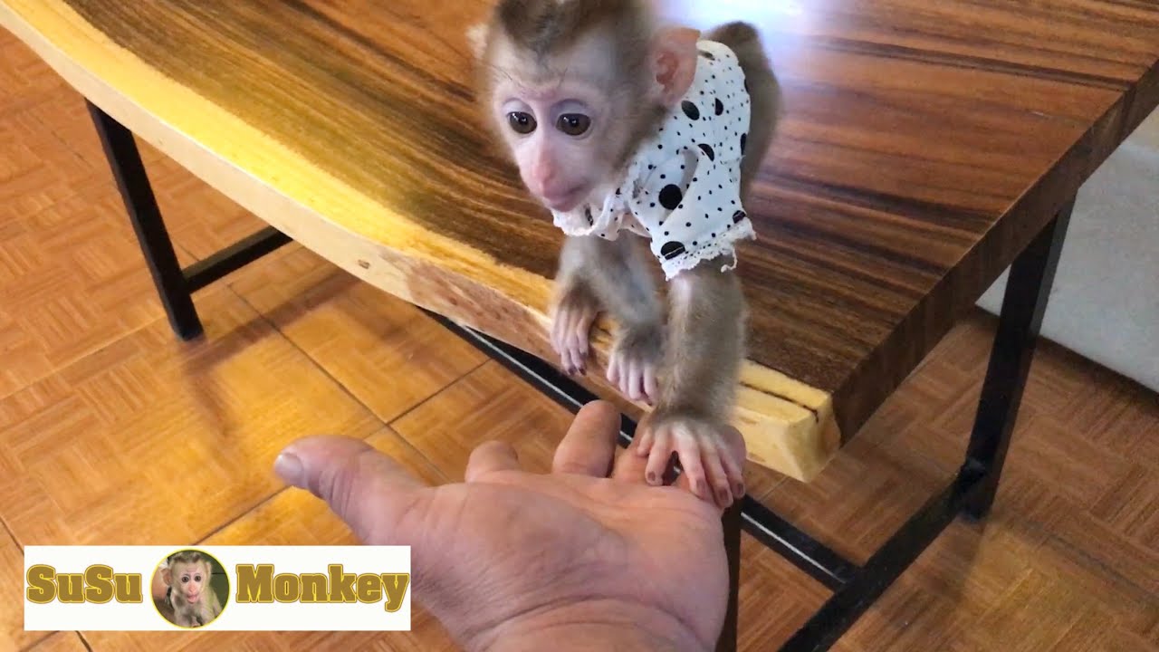 Susu Monkey | Susu feels happy when her father takes her out - YouTube