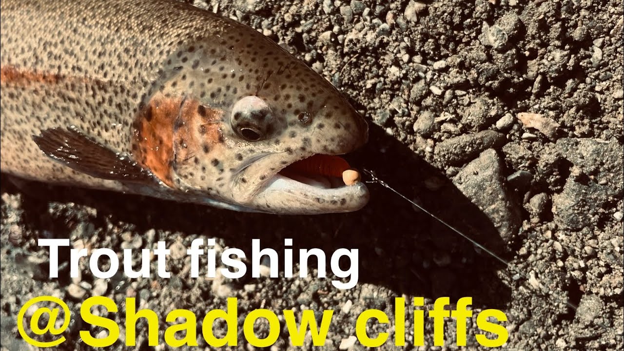 Fishing for trout @Shadow Cliffs Reservoir (Insane trout action) - YouTube