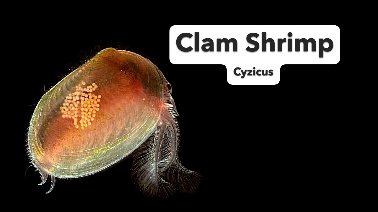 Clam Shrimp? - YouTube