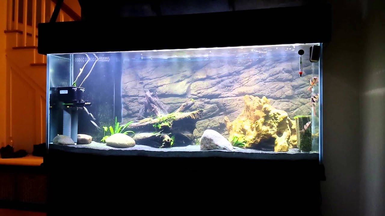 75g Planted River Tank - YouTube