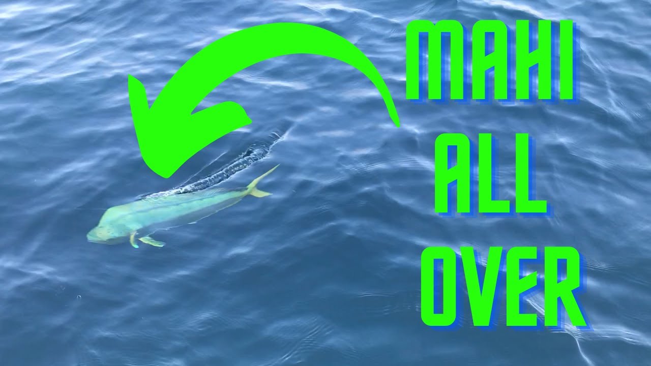 Catching my first mahi || Family Vlog - YouTube