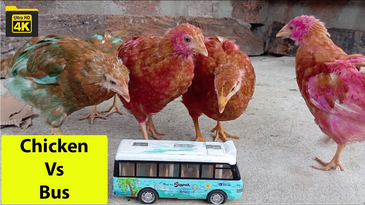 Chicken Vs Bus Color Chicks With Bus Video Catch Cute Chickens Catching ...