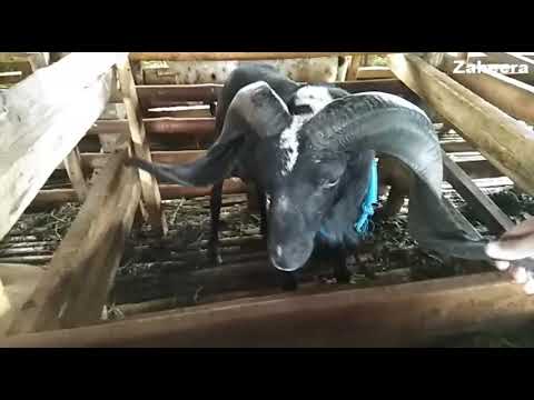 Domba Garut Super - YouTube