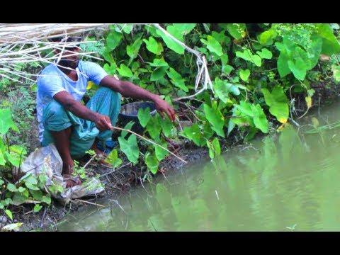 Fish hunting at the river with beautiful natural - Fish hunting video ...