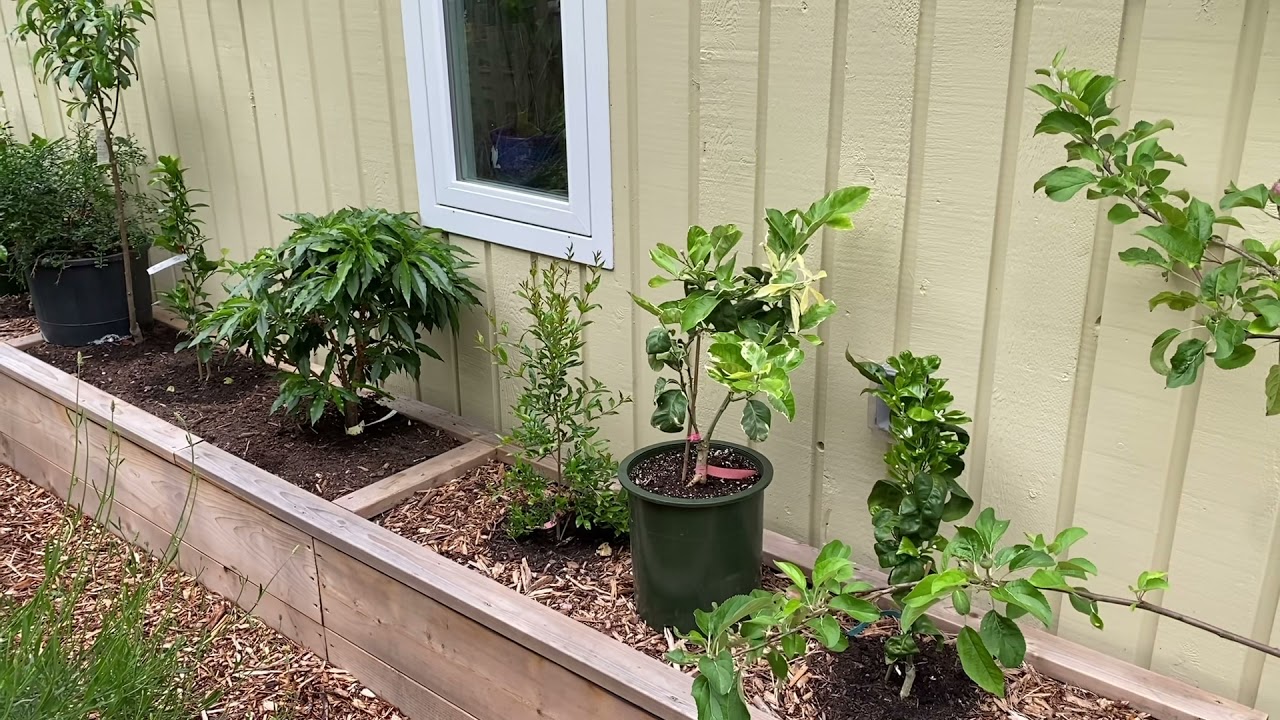 A Covered Citrus Planter for Year Round Growing - YouTube