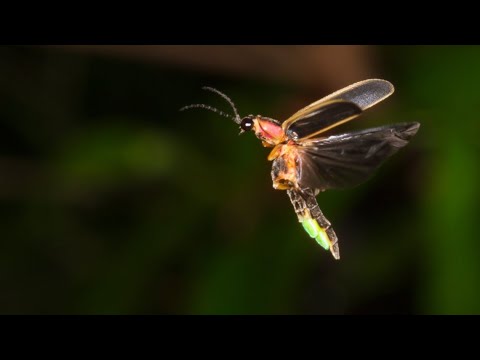 Where Are All The Fireflies This Year