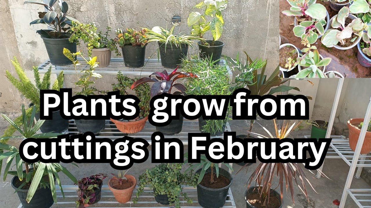 February plants to grow from cuttings | Indoor plants propagation | Gardening - YouTube