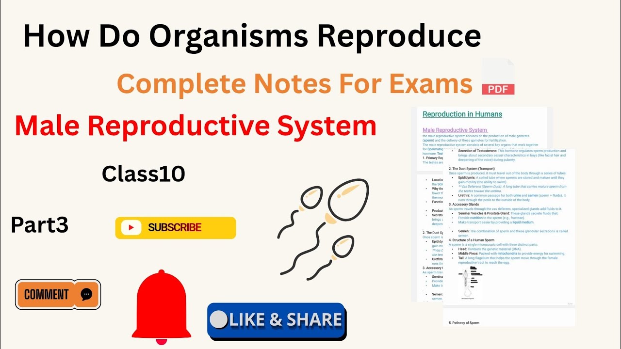 Male Reproductive System|Chapter8|Class10|Full Explanation|Complete ...