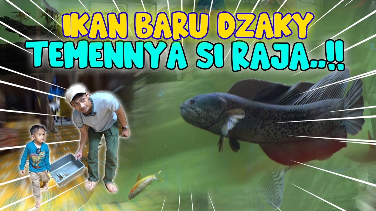 IKAN APA YA..?! IKAN BARU DZAKY BUAT NEMEIN SI RAJA..!! - YouTube