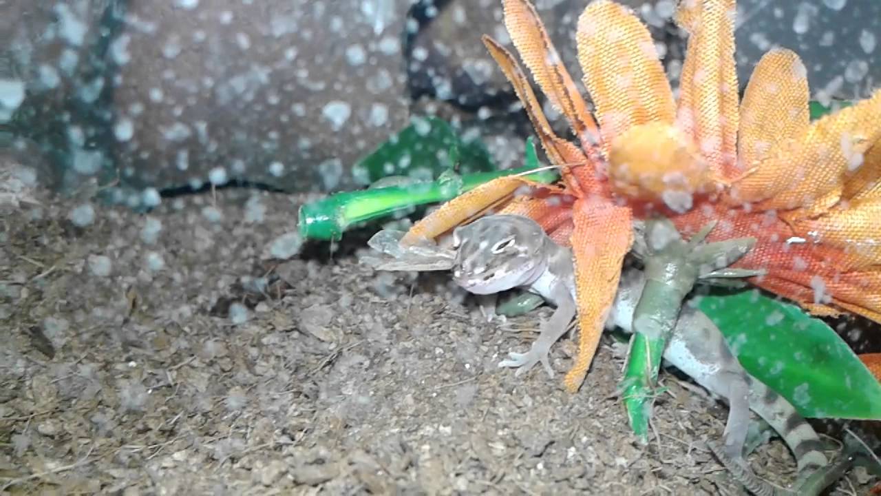 Western banded gecko eats moth - YouTube
