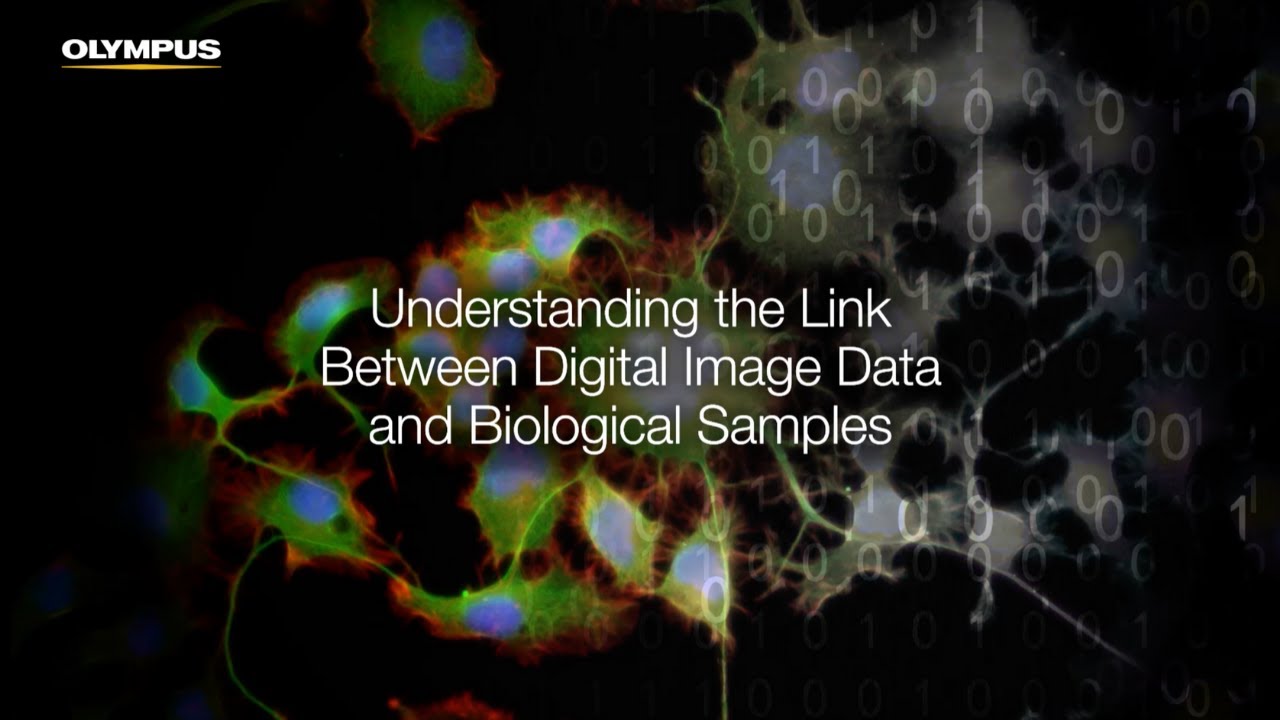 Understanding the Link Between Digital Image Data & Biological Samples ...