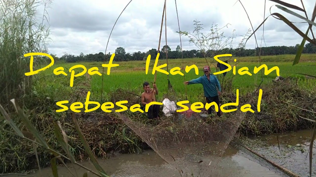 menjaring ikan - YouTube