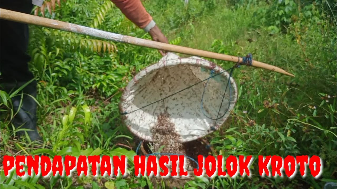 terdapat sarang angkrang kroto banyak//hasil telur nya lumayan - YouTube
