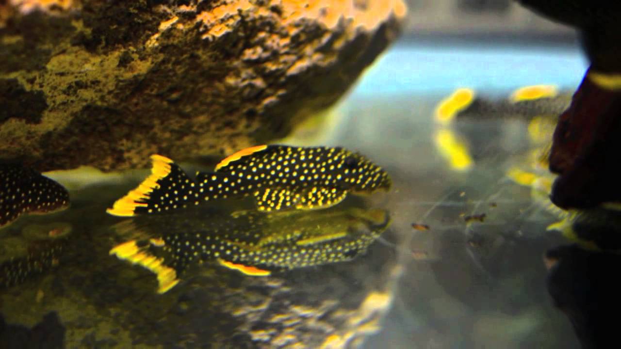 L081 Golden Nugget Pleco (small spots) - YouTube