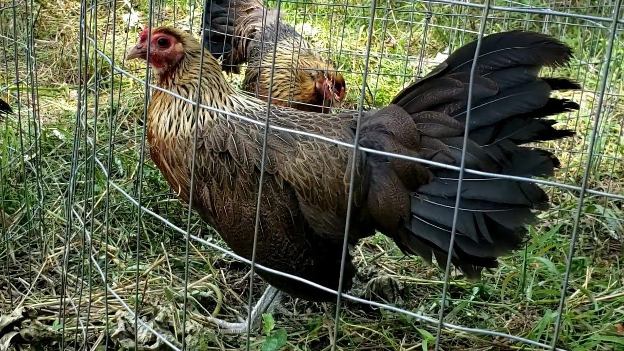 Minohiki Project - My 3 Keeper For Next Year Breeding - YouTube