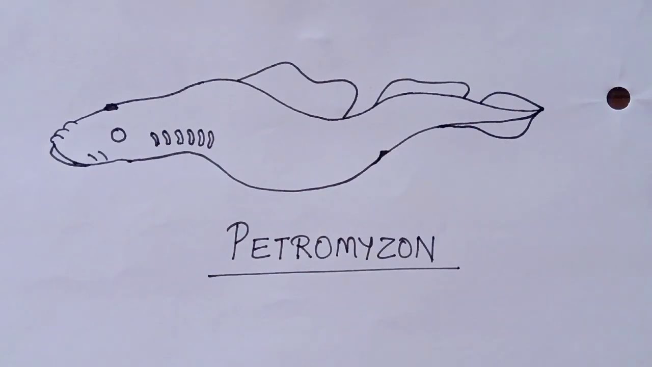 Class Cyclostomata Petromyzon