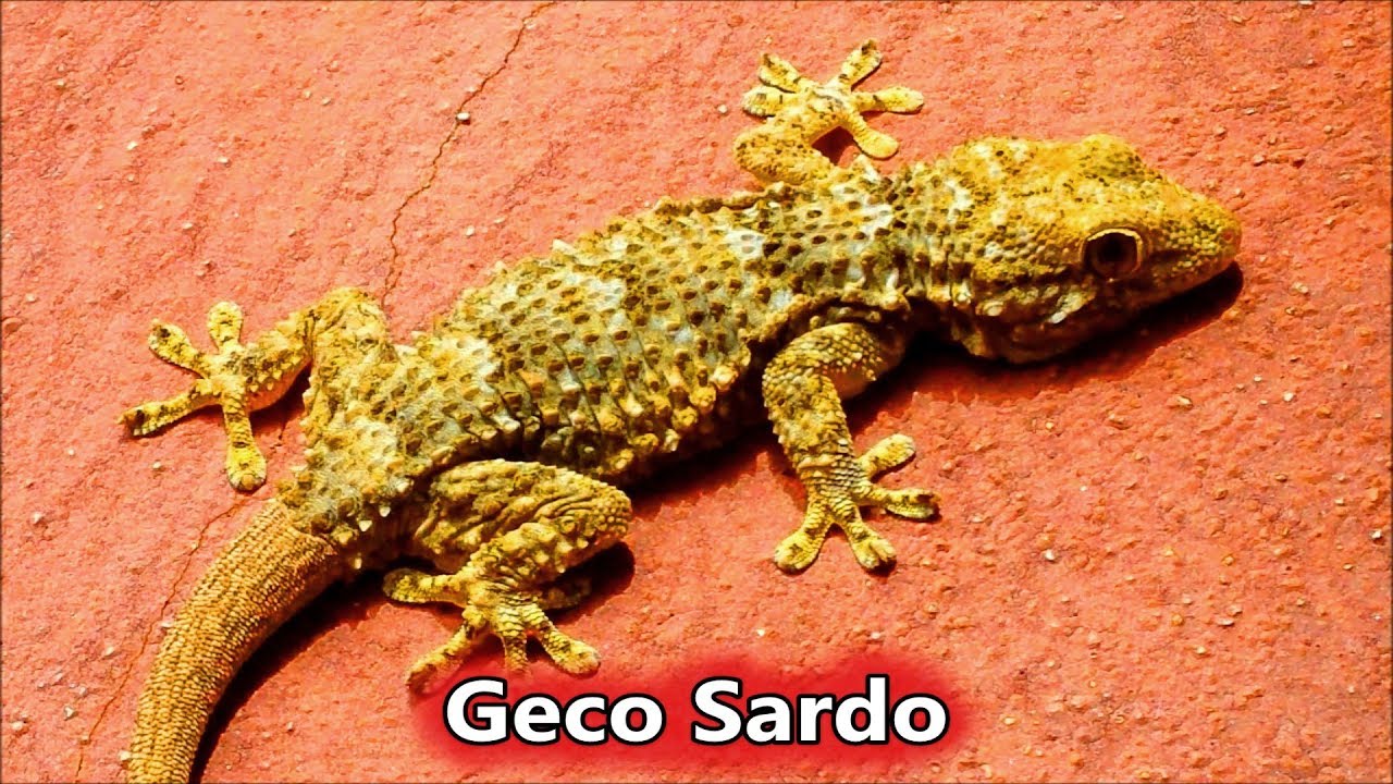 Geco Comune Sardo Prende il Sole sul Muro ~ 5 Aprile 2016 | Animali in ...