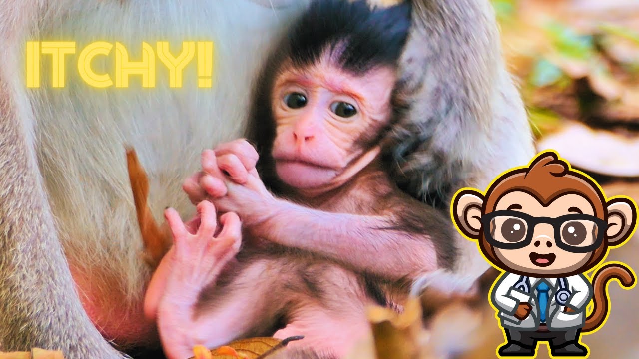 Health Concerns! Newborn Monkey Baby's Nonstop Itching Raises Worries ...